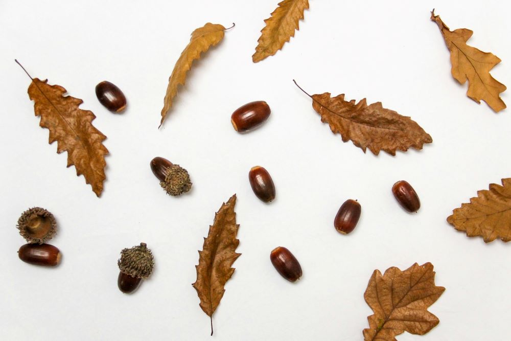 How to Host a Fall Equinox Party - Party Themes Galore